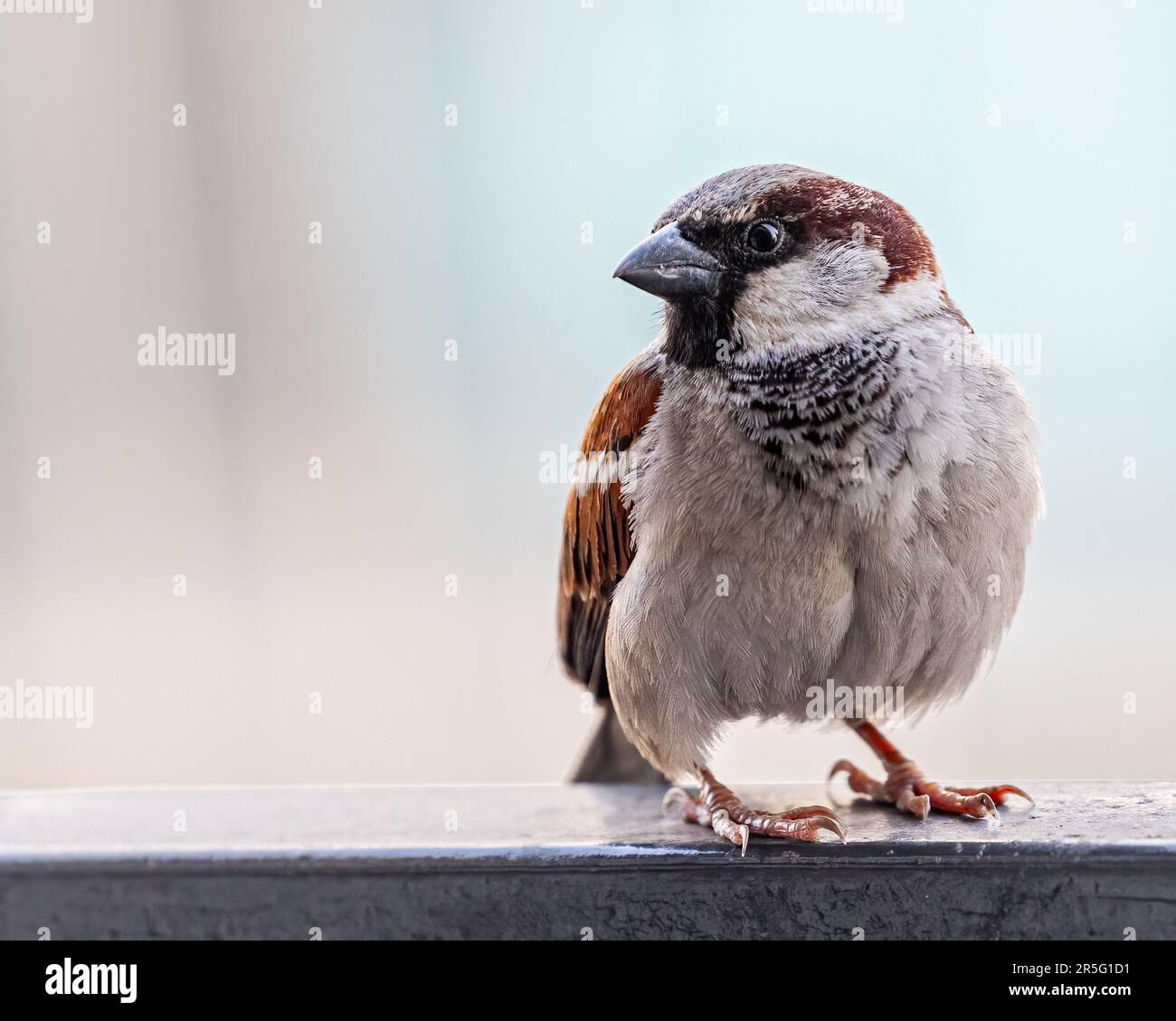 House sparrow flock tree hi-res stock photography and images - Alamy