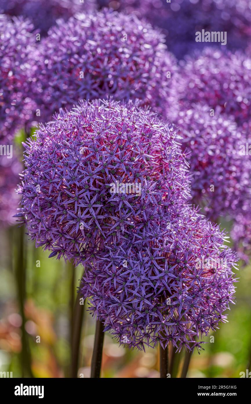 Purple Giant garlic blossom close up Stock Photo - Alamy