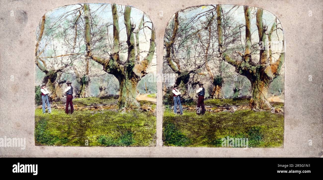Victorian Stereoscope slide: Burnham Beeches Stock Photo - Alamy