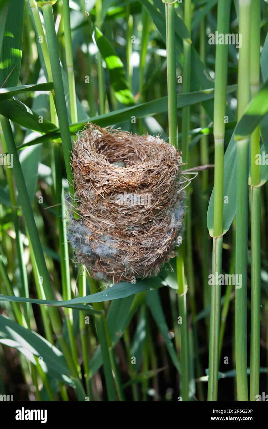 Eurasian reed warbler nest uk hi-res stock photography and images - Alamy