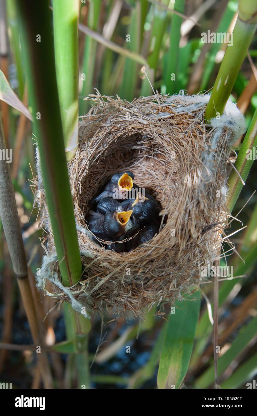 Reed Warbler, Acrocephalus scirpaceus, altricial chicks begging with ...