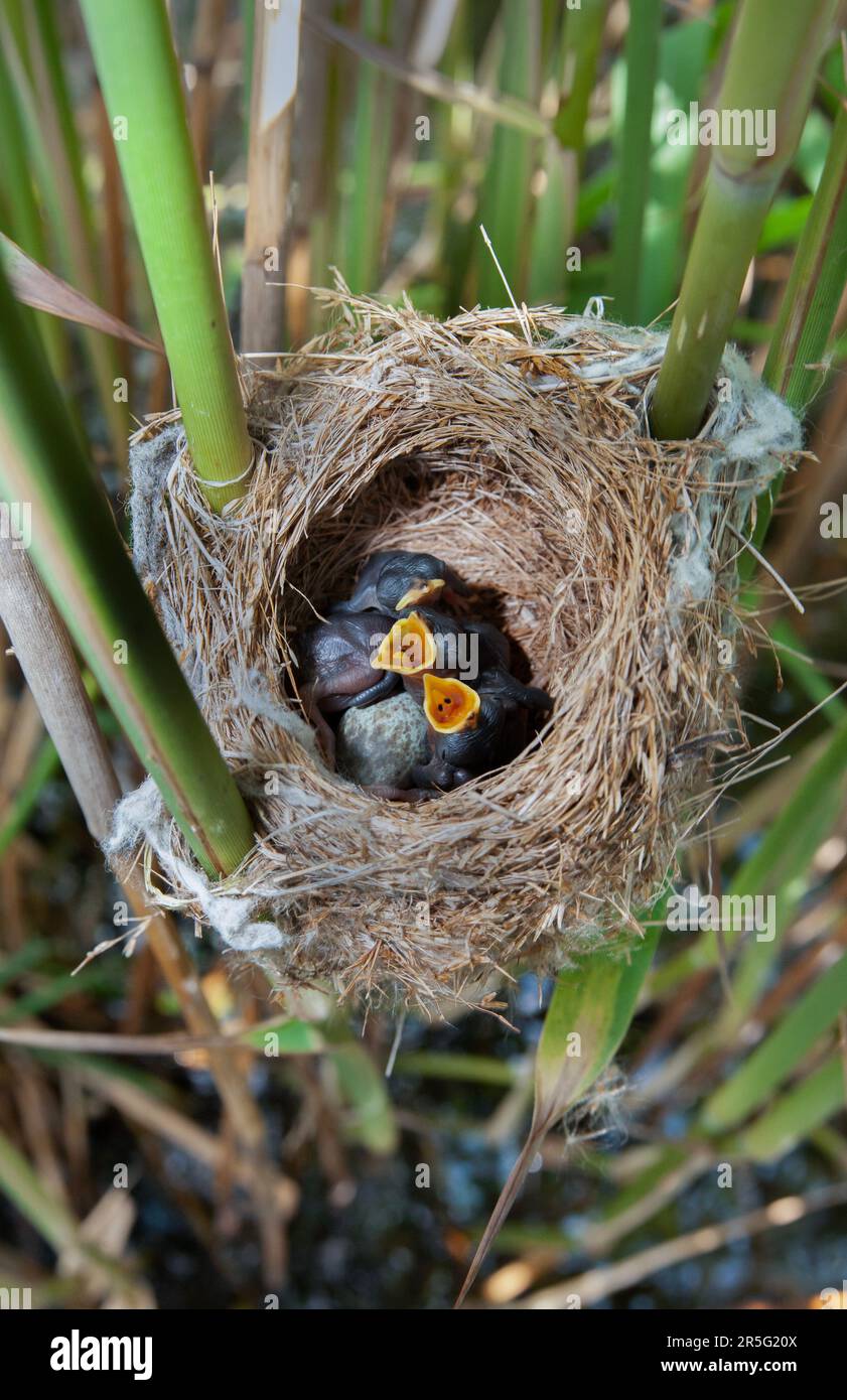 Nest built in phragmites australis hi-res stock photography and images ...