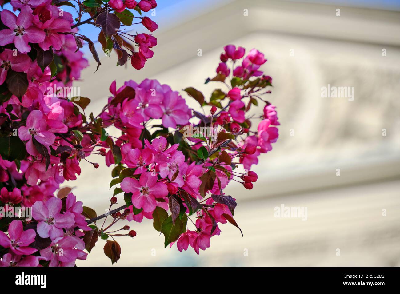 Japanese apple tree blooming with pink flowers on a beige background ...