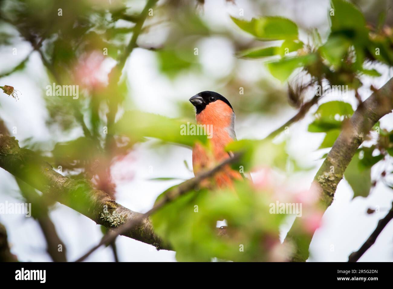 North Eurasian bullfinch male (Pyrrhula pyrrhula Stock Photo - Alamy
