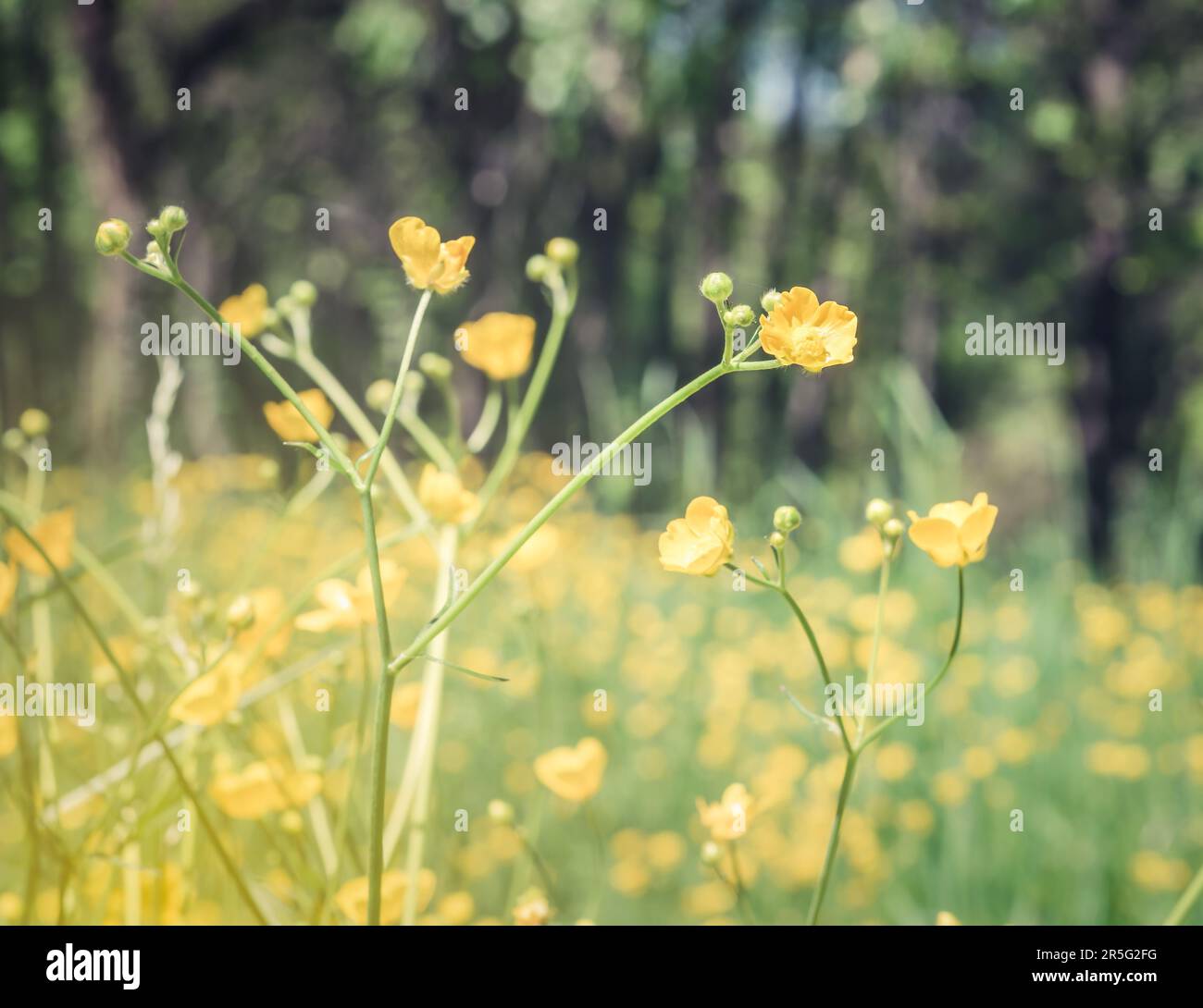 Spring landscape with a field full of small yellow Ranunculus repens ...