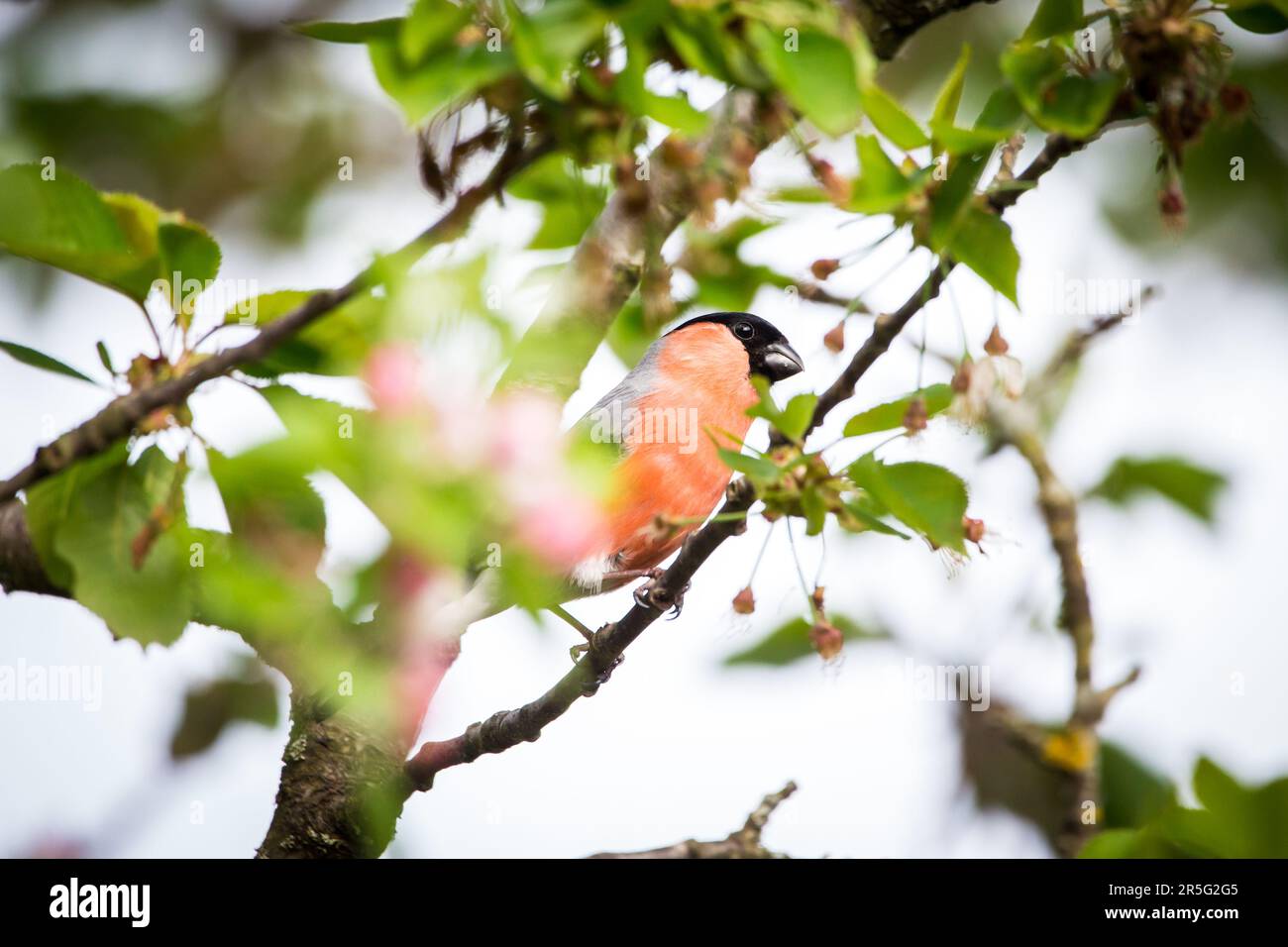 North Eurasian bullfinch male (Pyrrhula pyrrhula Stock Photo - Alamy