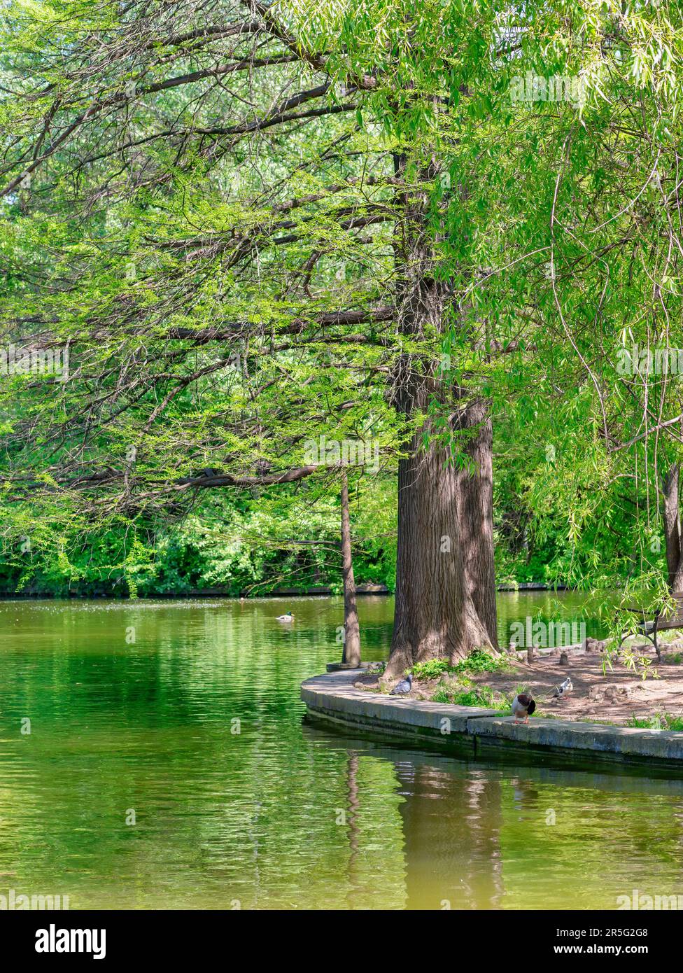 Large tree trunks reflecting in the water ofa a lake. Spring summer ...