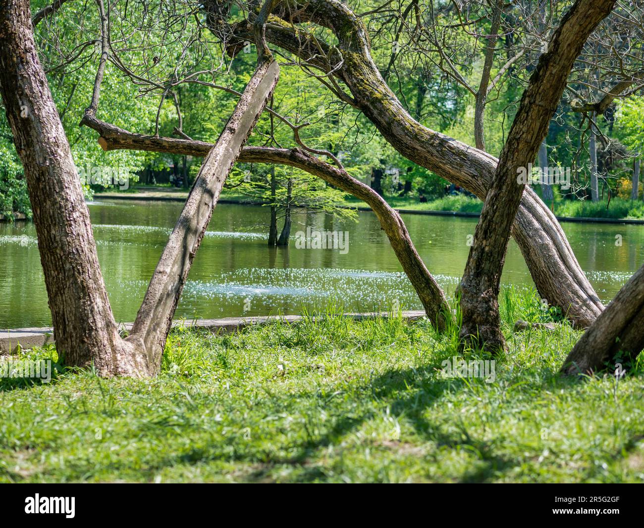 Large tree trunks reflecting in the water ofa a lake. Spring summer ...