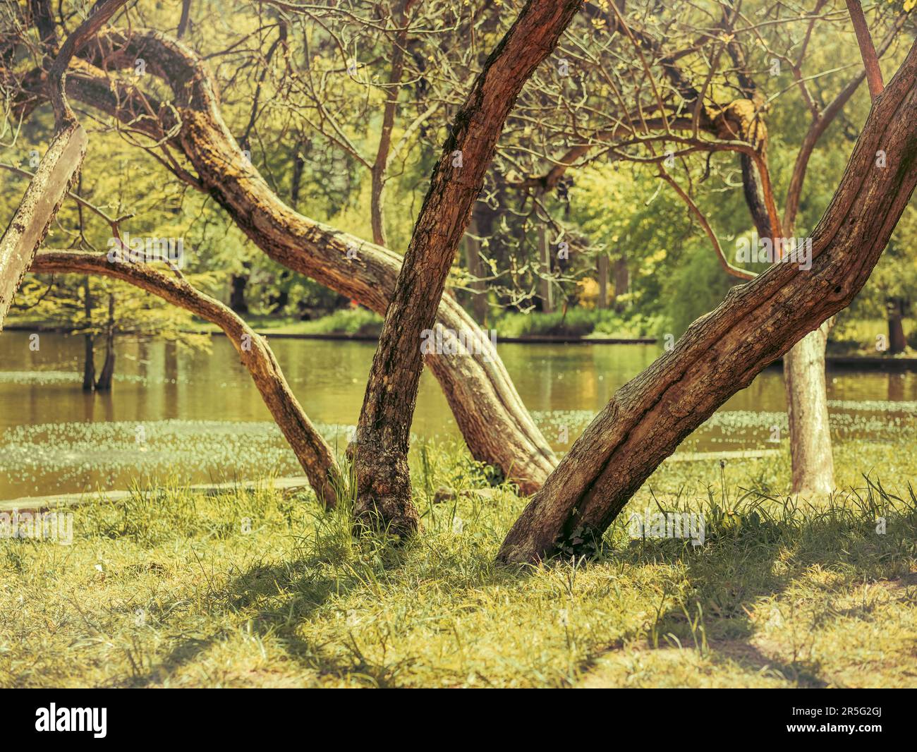 Large tree trunks reflecting in the water ofa a lake. Spring summer landscape in Titan Park in ...