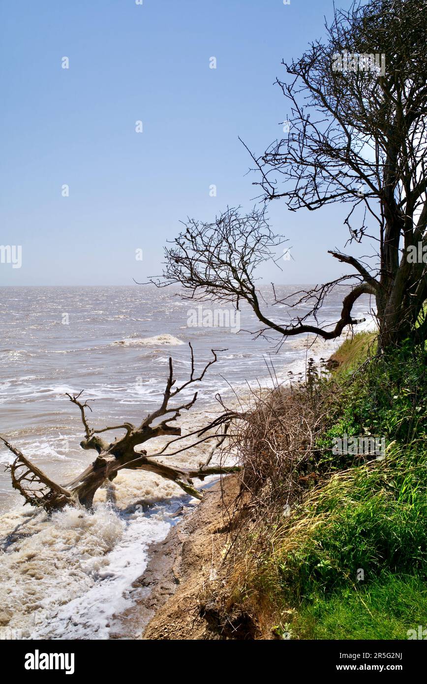Coastal erosion of the cliffs at Walton on the Naze Essex Stock Photo ...