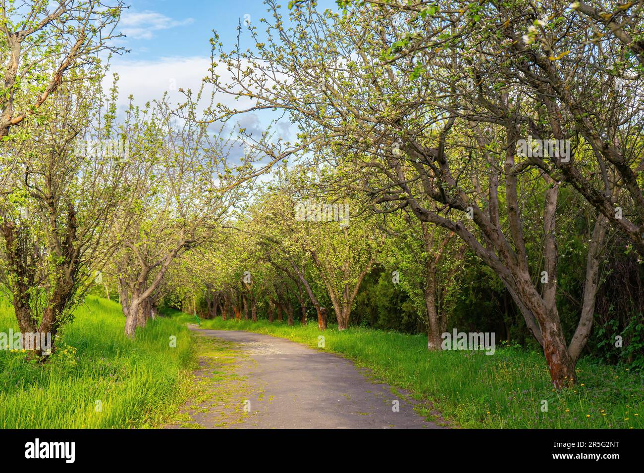Road through the apple orchard at sunset. Path through park, alley with ...