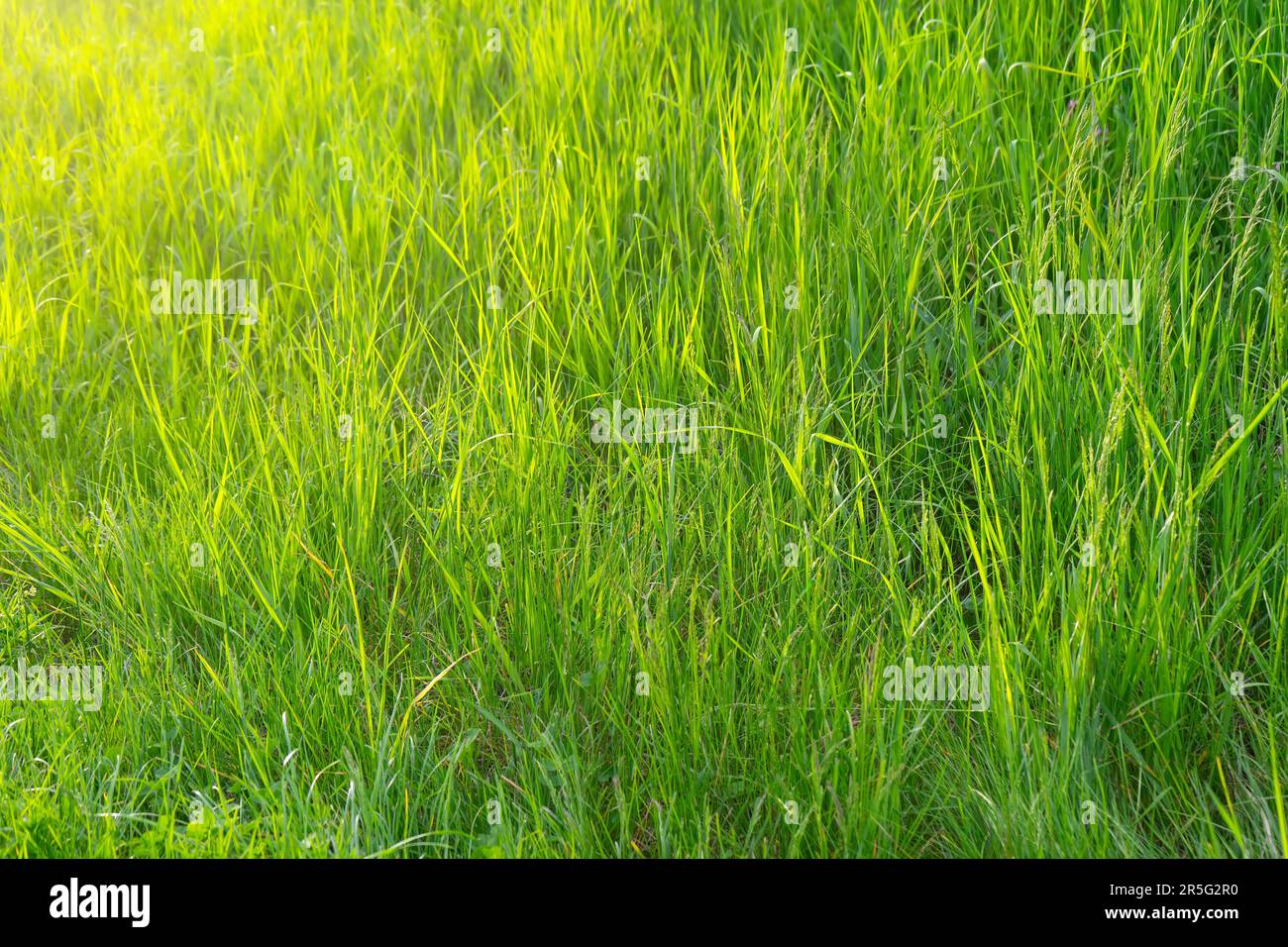 Green grass background texture. Green grass in meadow, field or lawn in ...