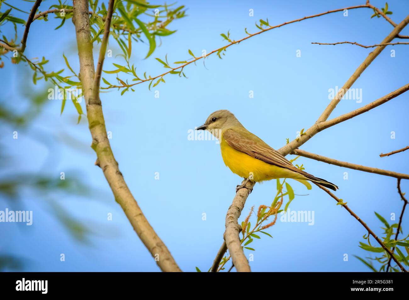 Western Kingbird (Tyrannus verticalis) perched in a tree Stock Photo ...