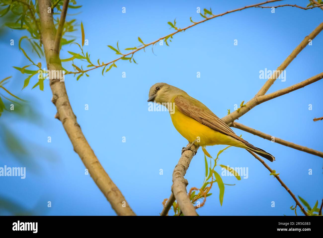 Western Kingbird (Tyrannus verticalis) perched in a tree Stock Photo ...