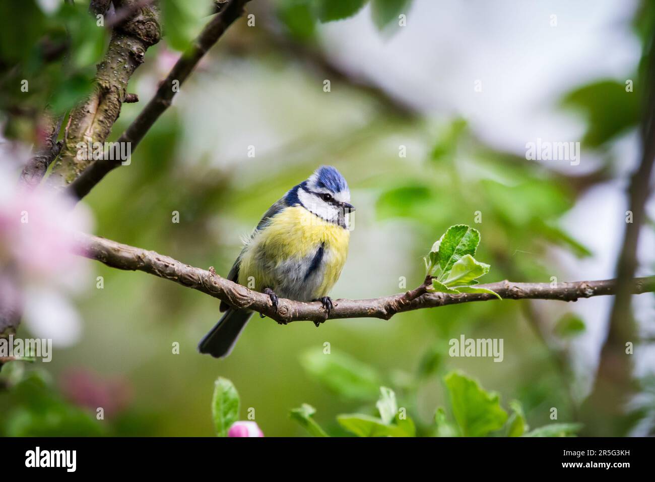 Blue titmouse (Cyanistes caeruleus Stock Photo - Alamy