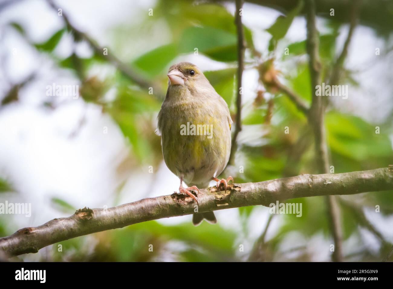 Eurasian finch hi-res stock photography and images - Alamy