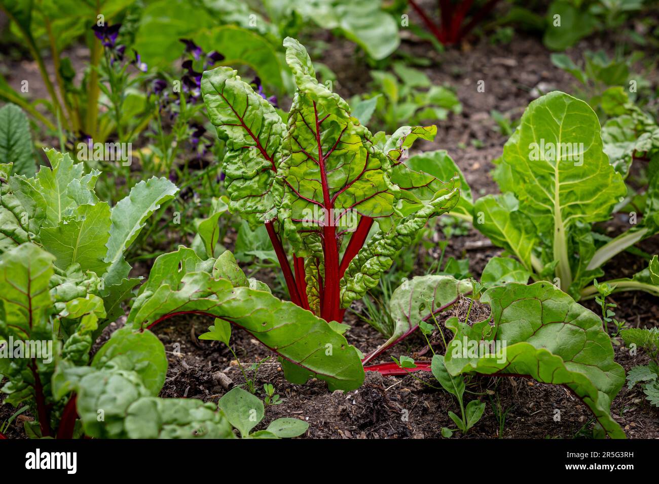 Chard growing on an allotment, with a shallow deph of field Stock Photo ...