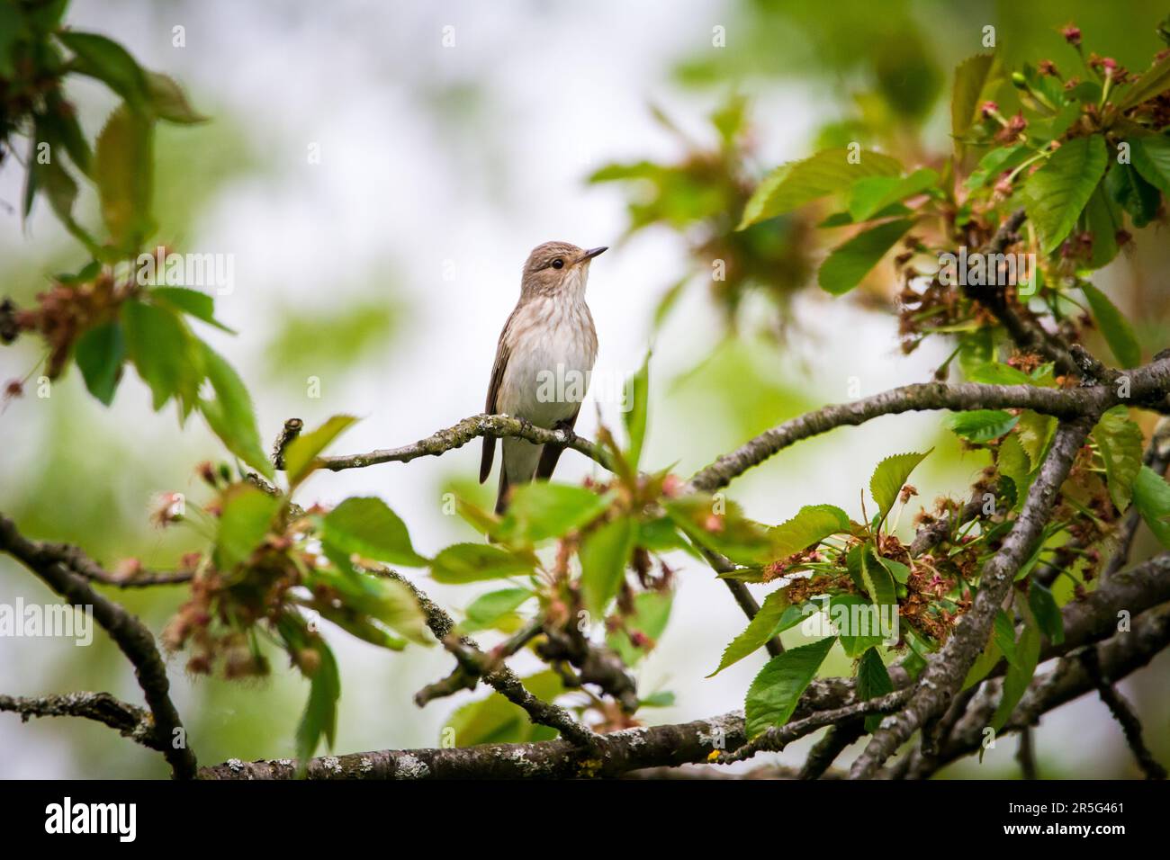 Flycatcher bird songbird hi-res stock photography and images - Alamy