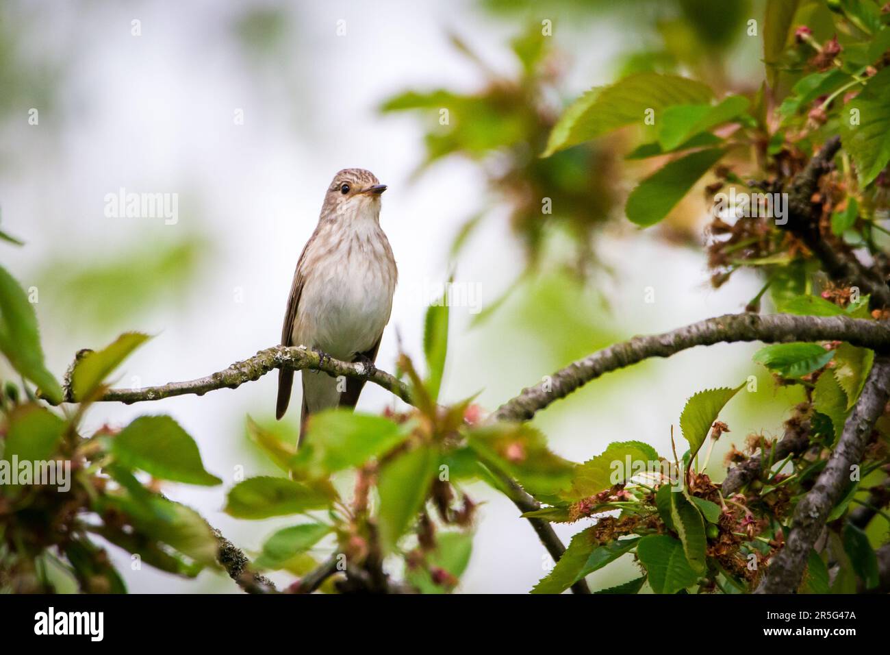 Flycatcher bird songbird hi-res stock photography and images - Alamy