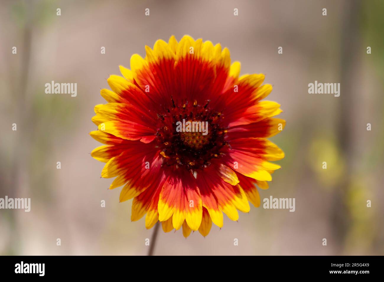 Indian Blanket Wildflower Stock Photo - Alamy