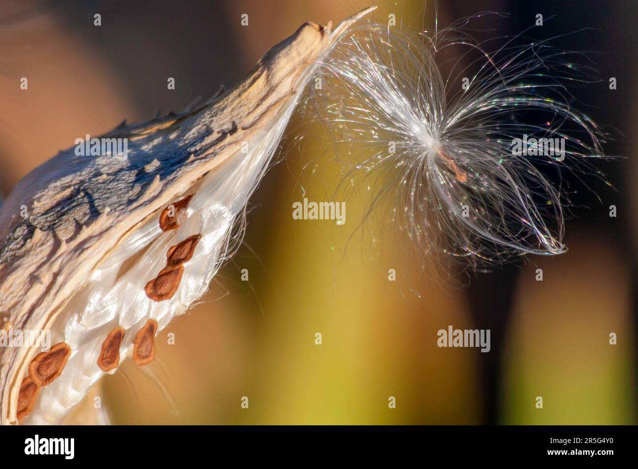 Milkweed pod hi-res stock photography and images - Alamy