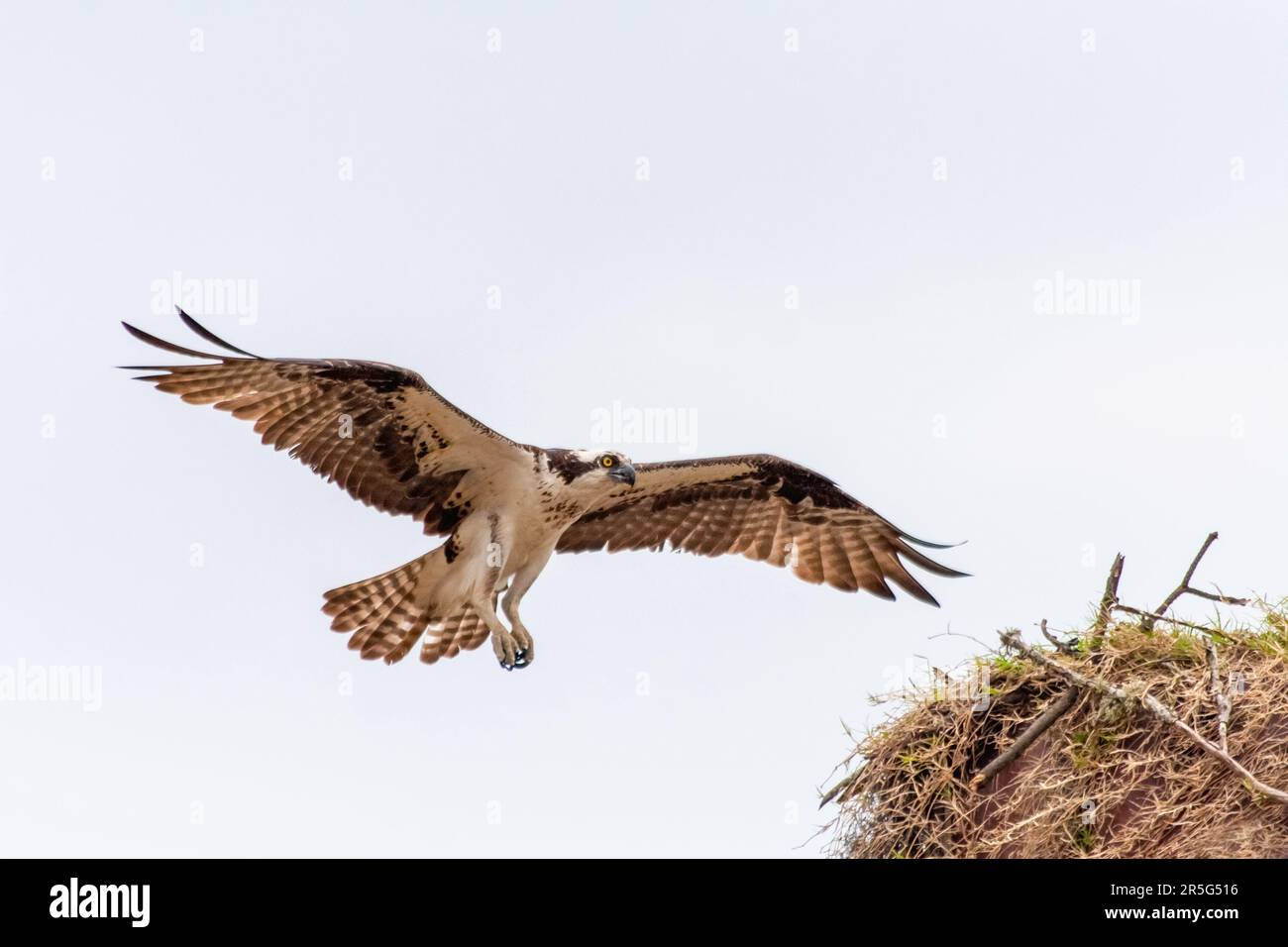 Nesting osprey hi-res stock photography and images - Alamy