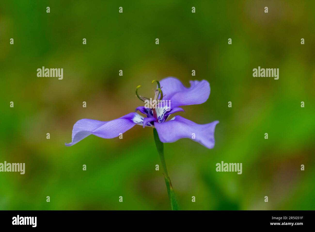 Purple Iris Spring Flower Prairie Nymph Stock Photo - Alamy