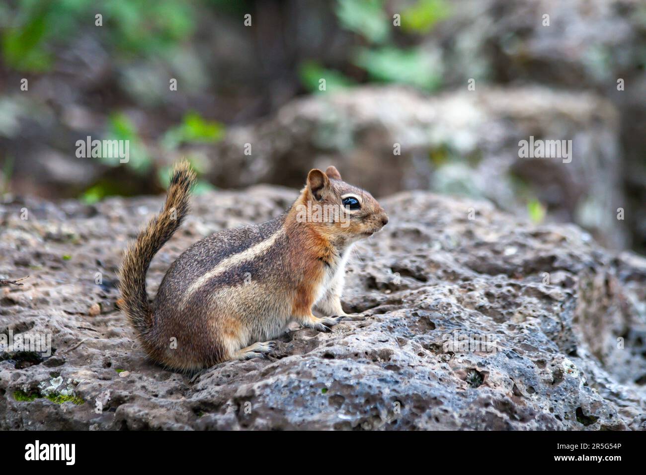 Striped Tail Chipmunk Stock Photo - Alamy