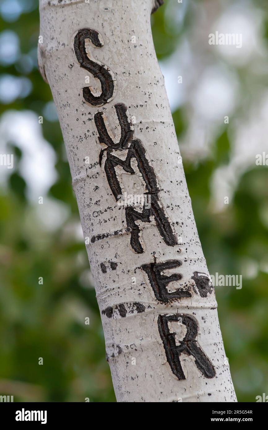 Summer Carved into an Aspen Tree Stock Photo - Alamy