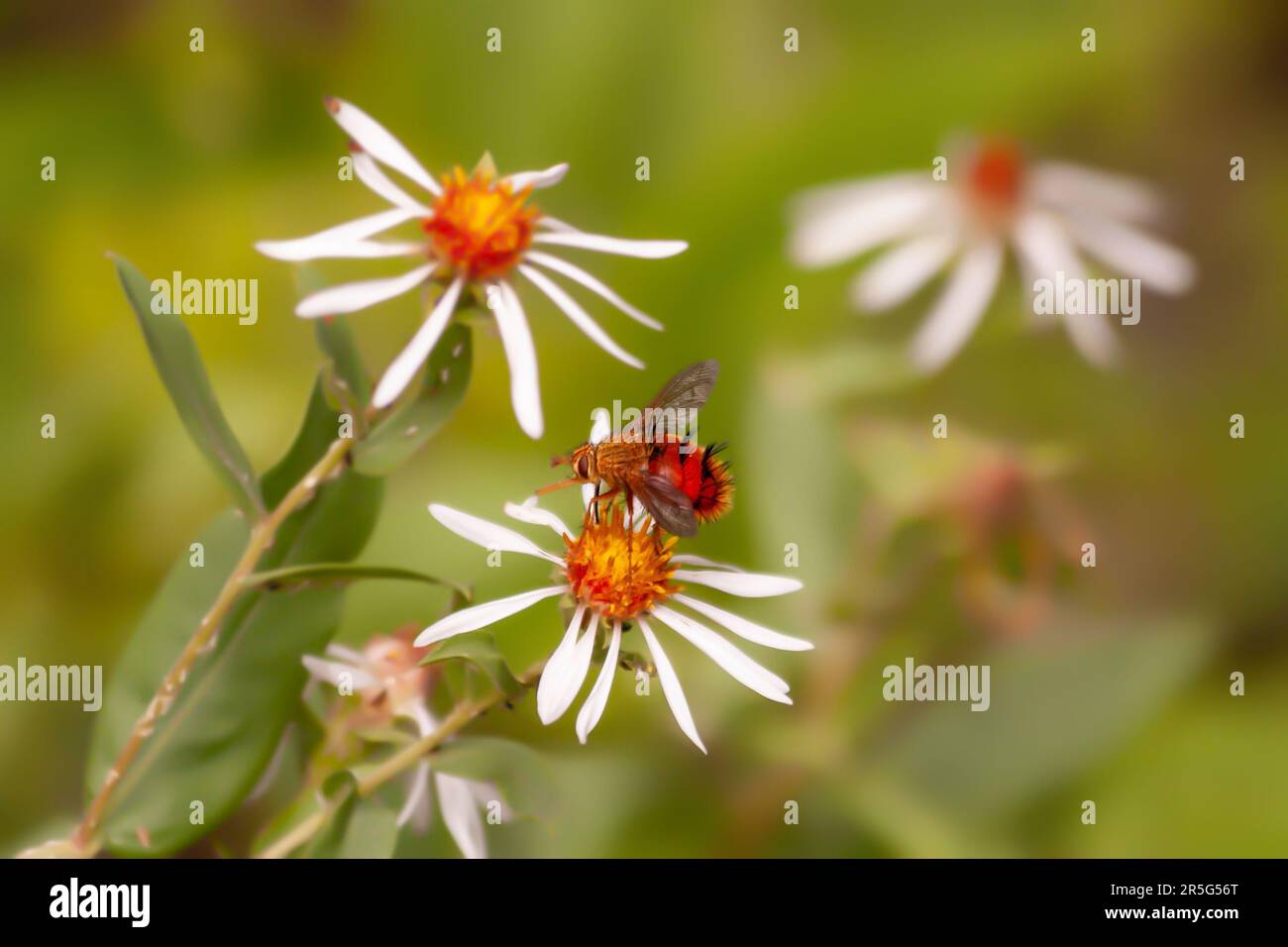 White Daisy Flowers with a Red Bug Stock Photo - Alamy