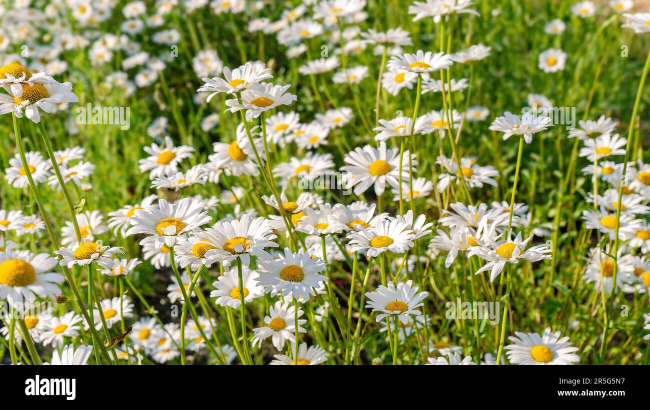 Wild daisy flowers growing on meadow, lawn, white chamomiles on green ...
