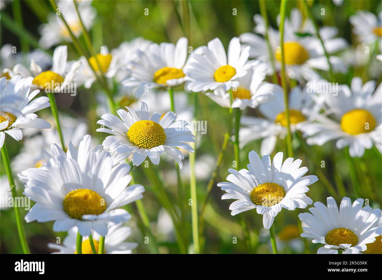 Wild daisy flowers growing on meadow, lawn, white chamomiles on green ...