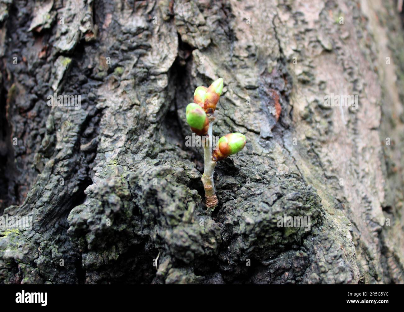 Wood Sprout In Gemmation Process Growth Through Old Bark Close Up Stock ...
