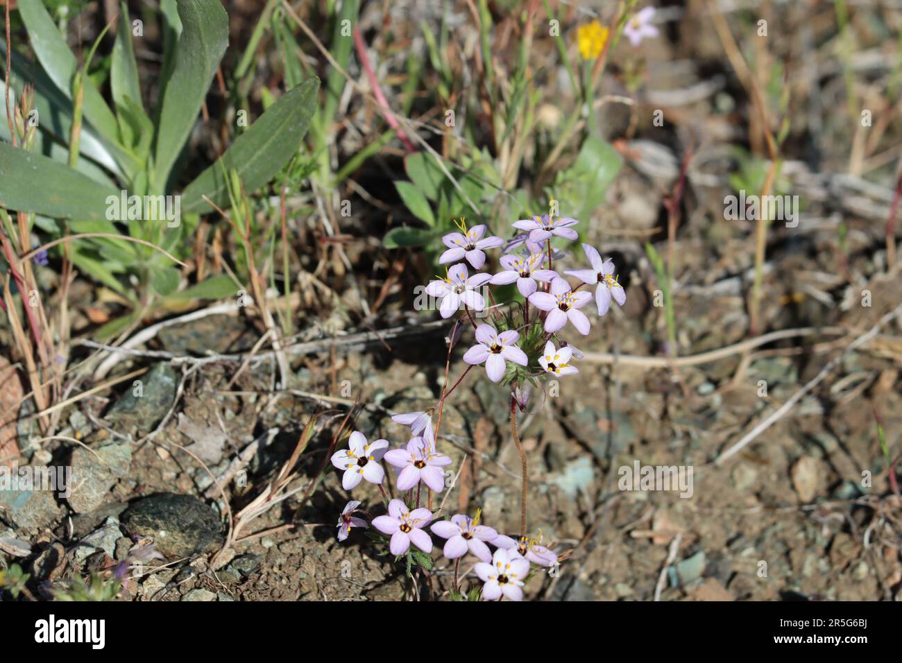 Variable Linanthus, Leptosiphon Parviflorus, showing spring blooms in ...