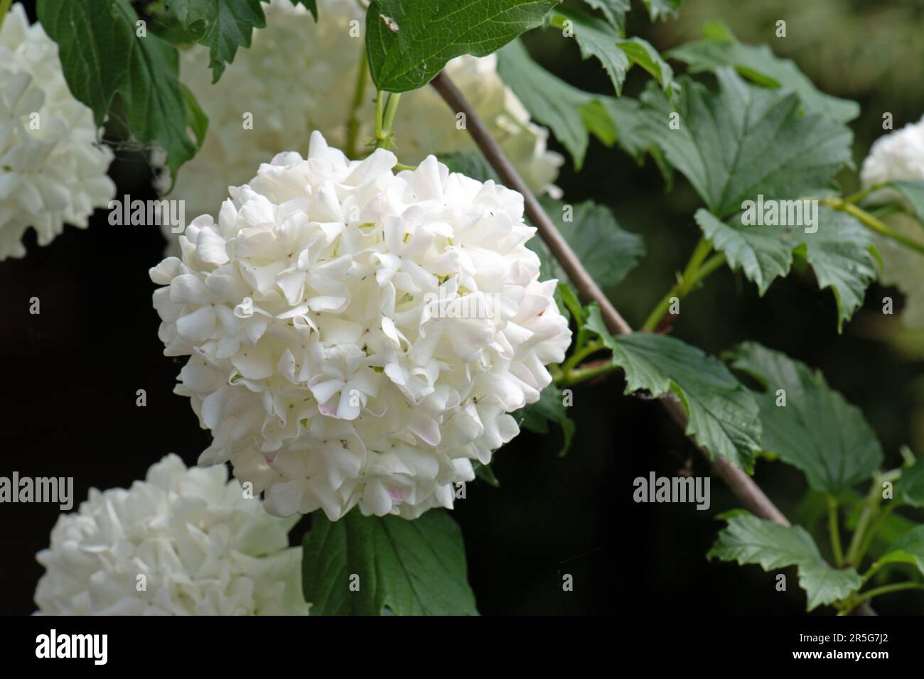 Viburnum opulus sterile Roseum Stock Photo - Alamy