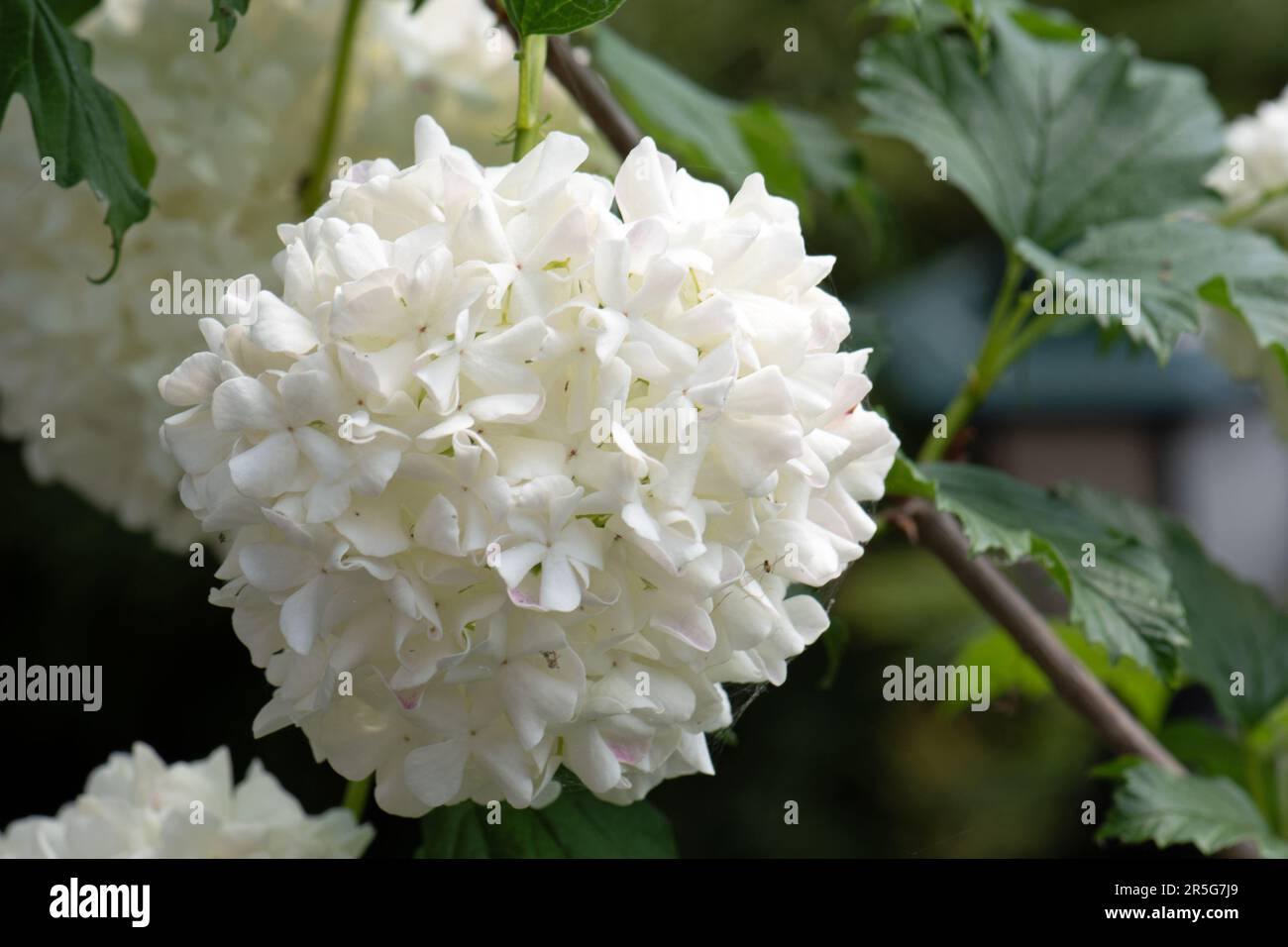 Viburnum opulus sterile Roseum Stock Photo - Alamy