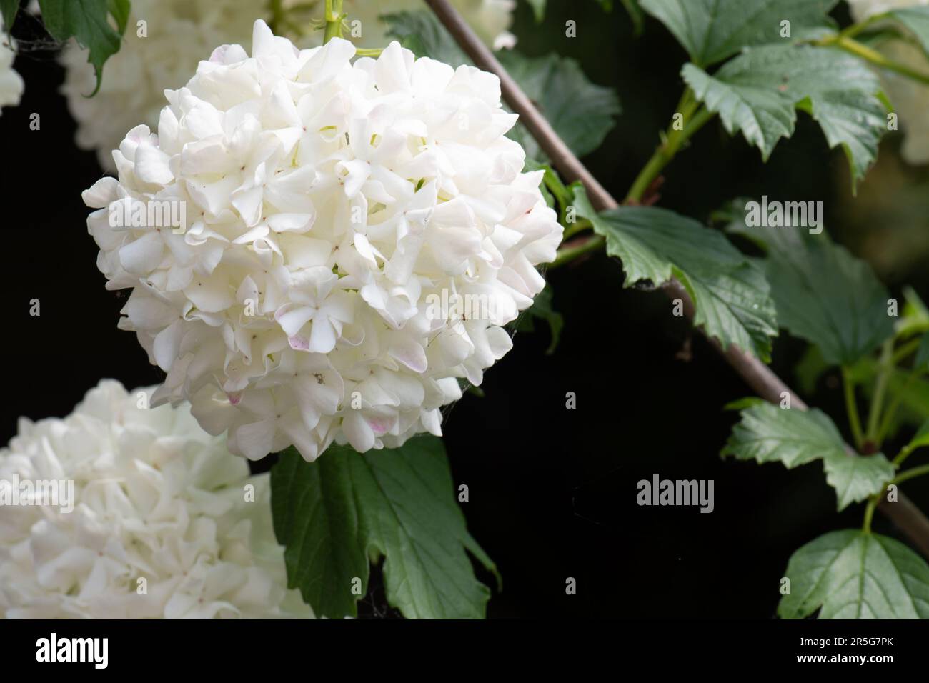 Viburnum opulus sterile Roseum Stock Photo - Alamy
