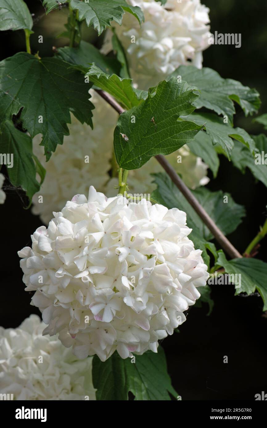 Viburnum opulus sterile Roseum Stock Photo - Alamy