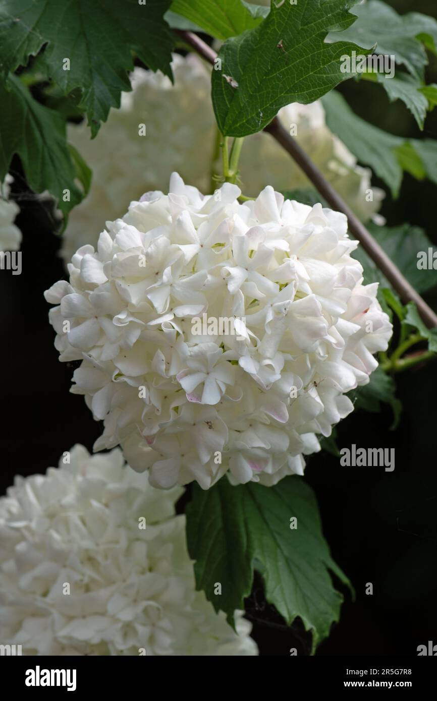 Viburnum opulus sterile Roseum Stock Photo - Alamy