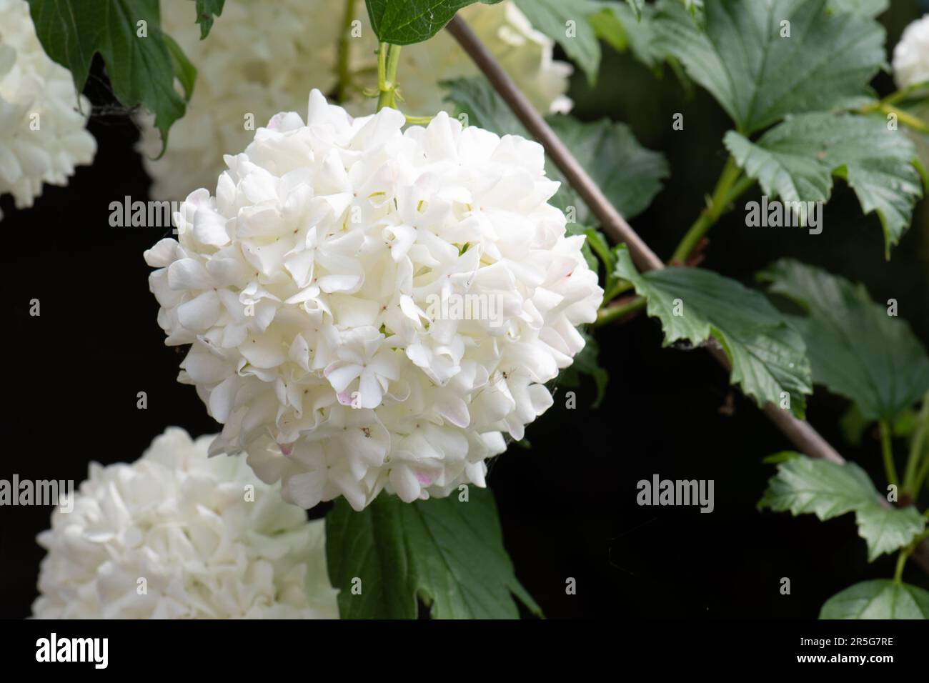 Viburnum opulus sterile Roseum Stock Photo - Alamy