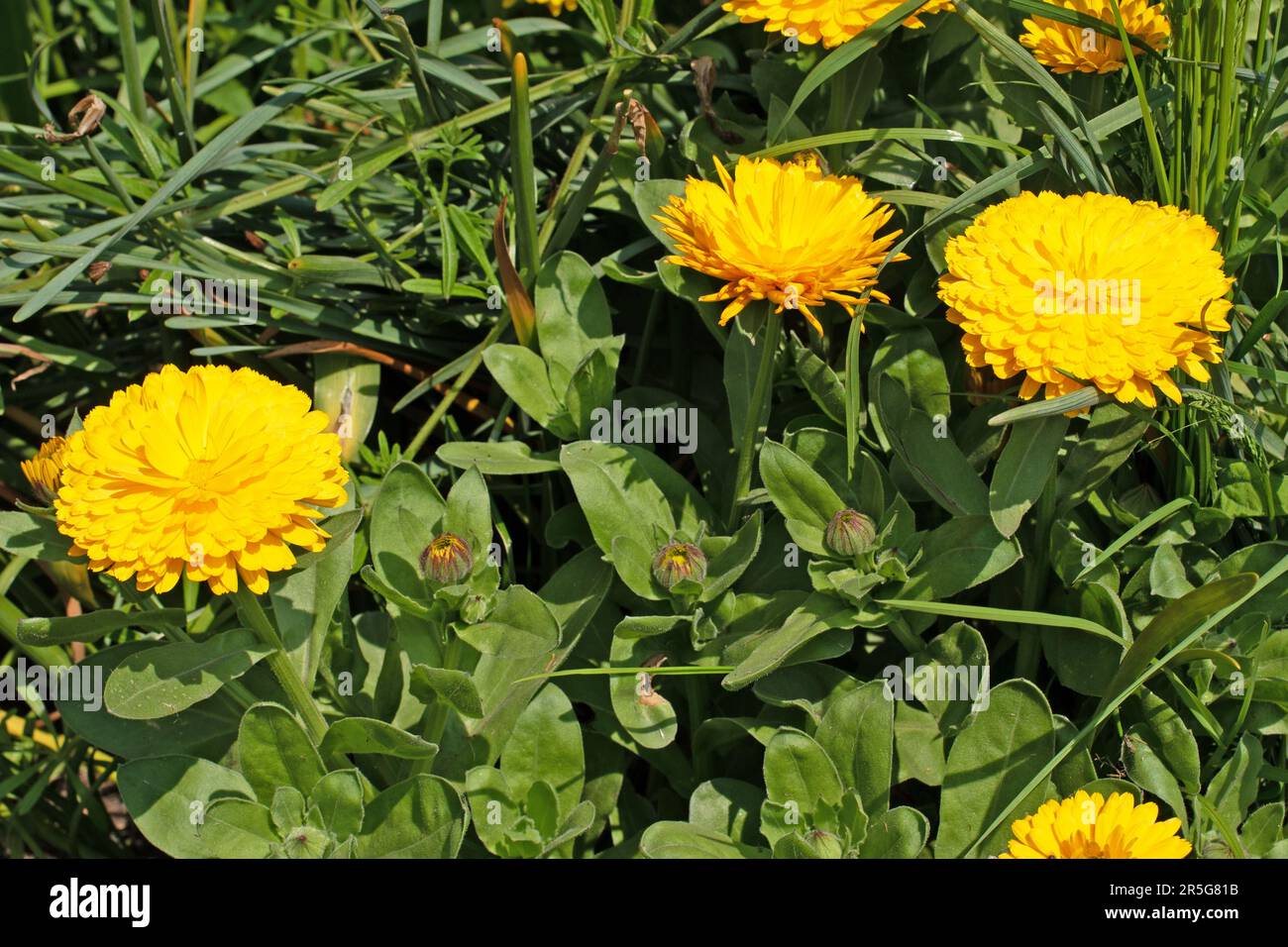 False marigold hi-res stock photography and images - Alamy