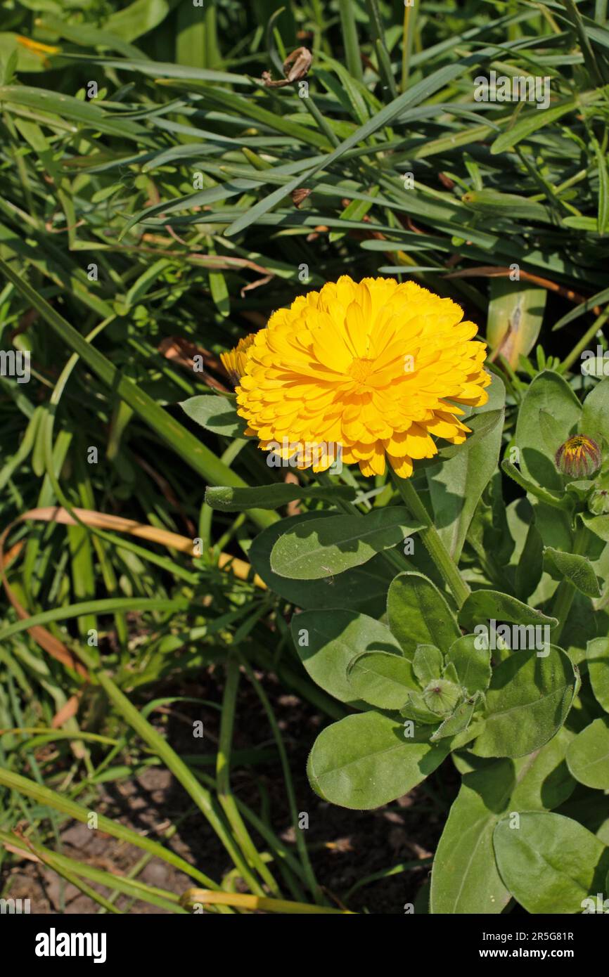 False marigold hi-res stock photography and images - Alamy