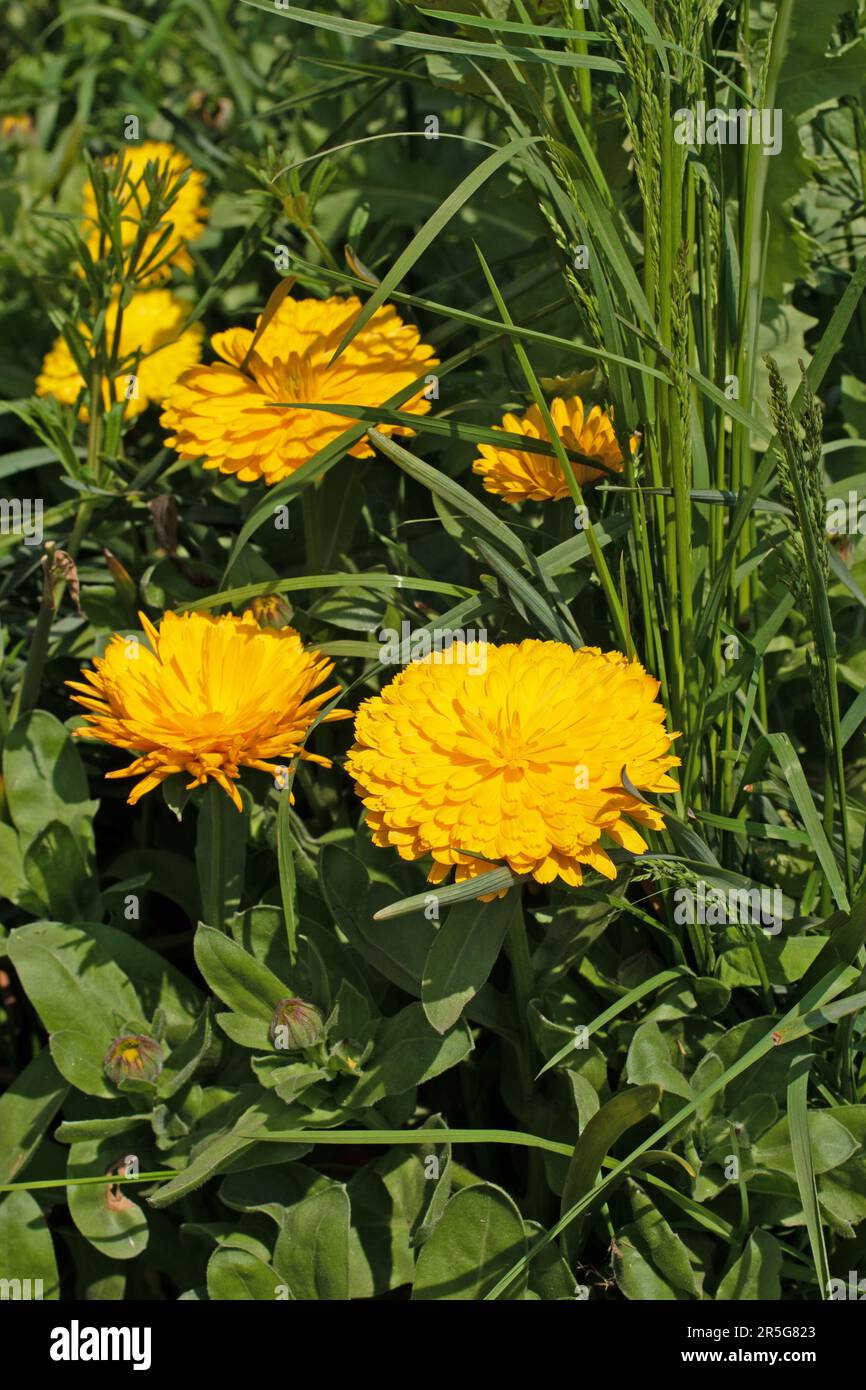 False marigold hi-res stock photography and images - Alamy