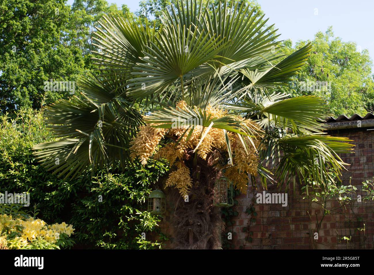 hardy fan palm : Trachycarpus Fortunei - Chusan Palm Stock Photo - Alamy