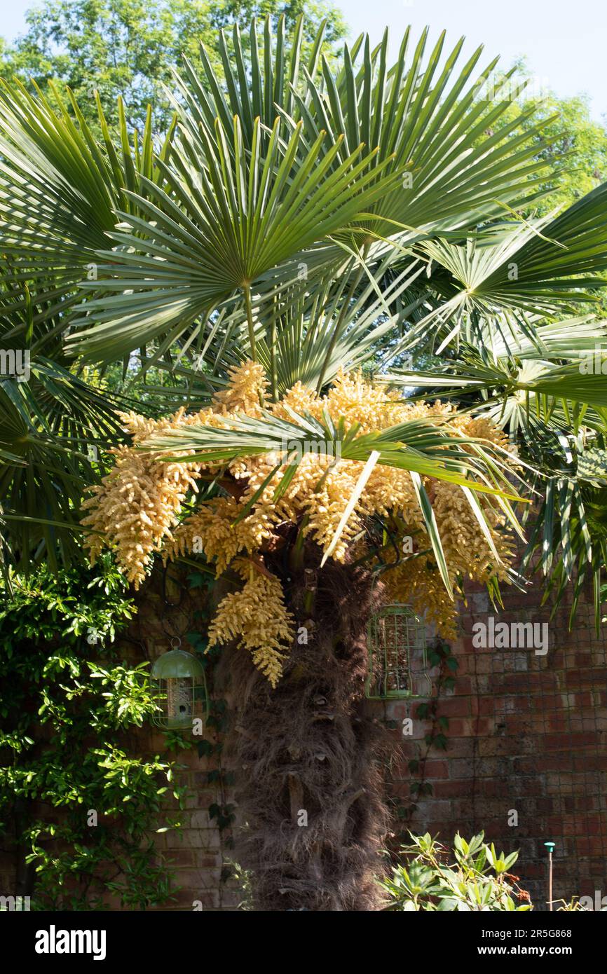 hardy fan palm : Trachycarpus Fortunei - Chusan Palm Stock Photo - Alamy