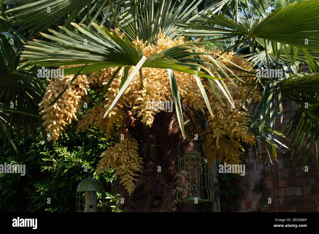 hardy fan palm : Trachycarpus Fortunei - Chusan Palm Stock Photo - Alamy