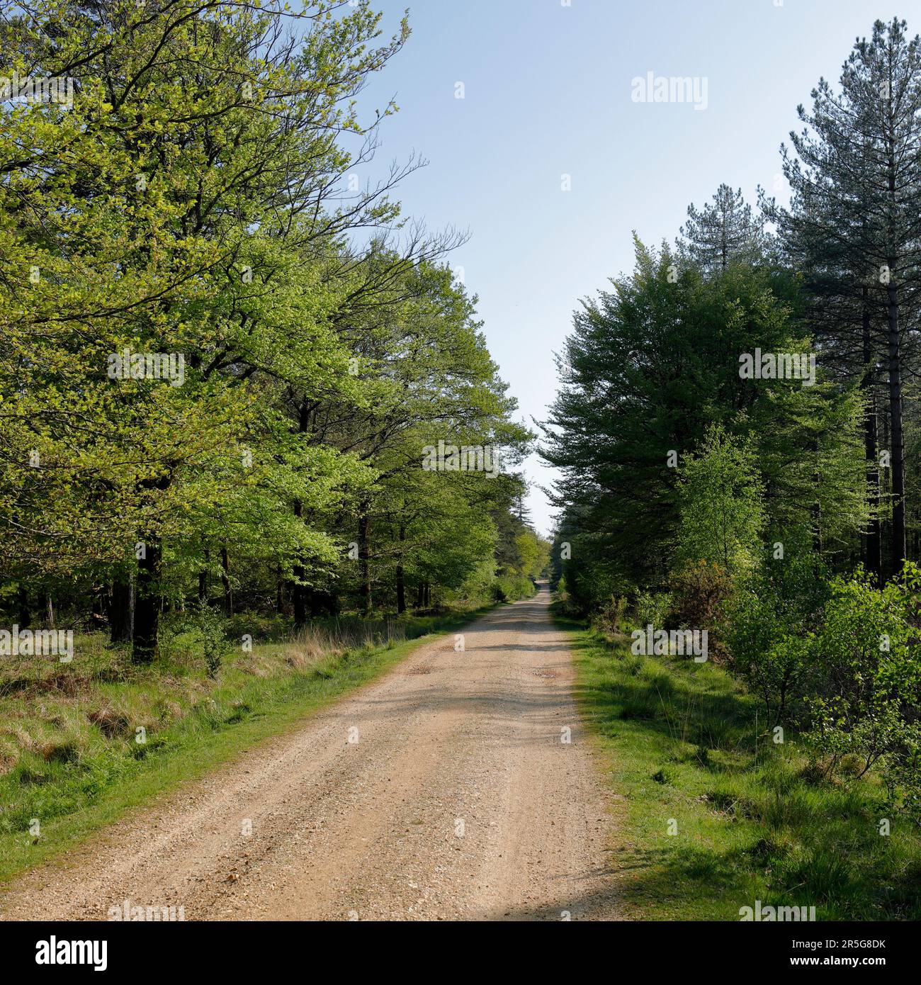 A gravel cyclepath in the New Forest with trees all around Stock Photo ...