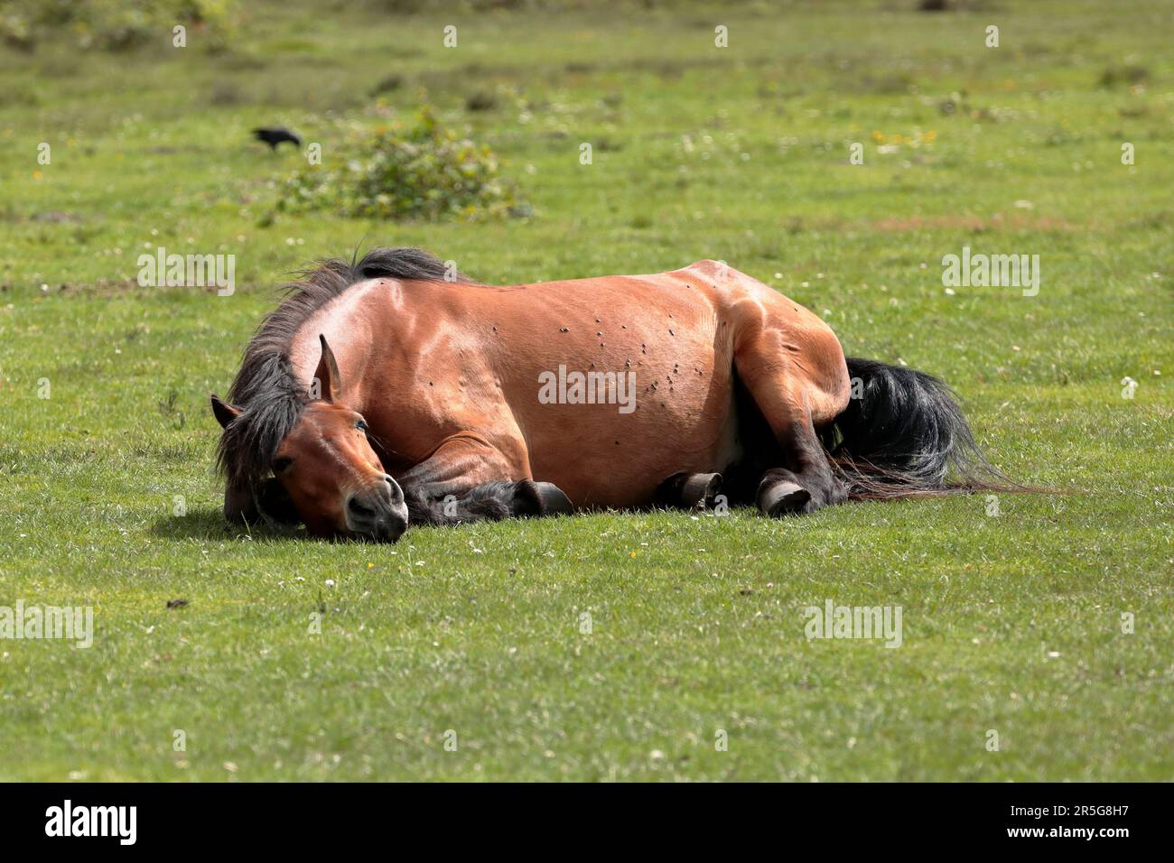 A chestnut New Forest pony lying down on the grass in the sunshine ...