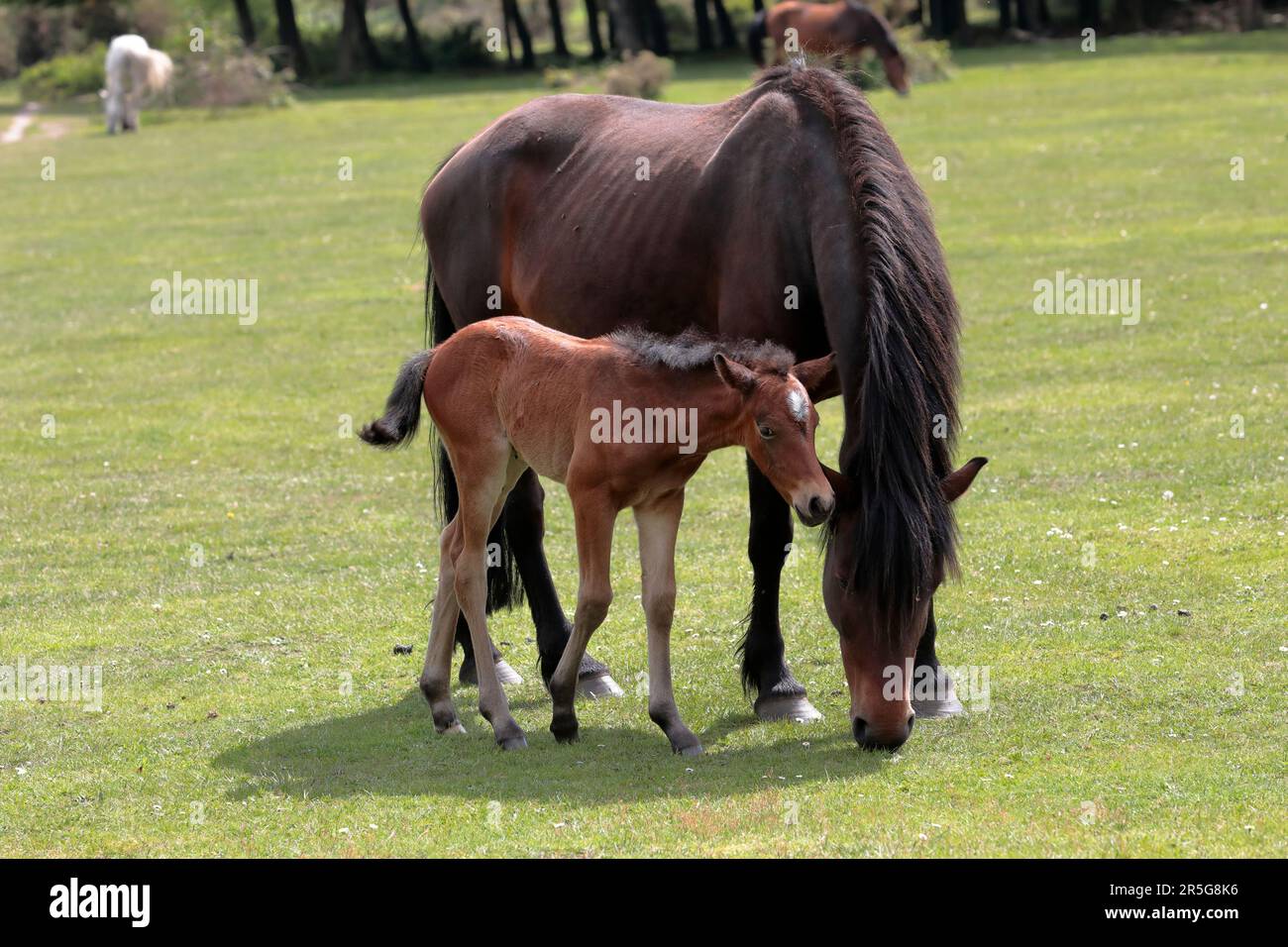 Dark brown pony hi-res stock photography and images - Alamy