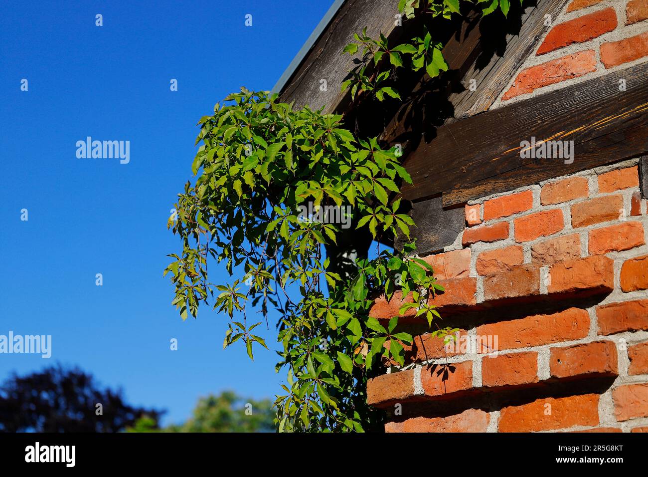Brick wall with leaves hi-res stock photography and images - Alamy
